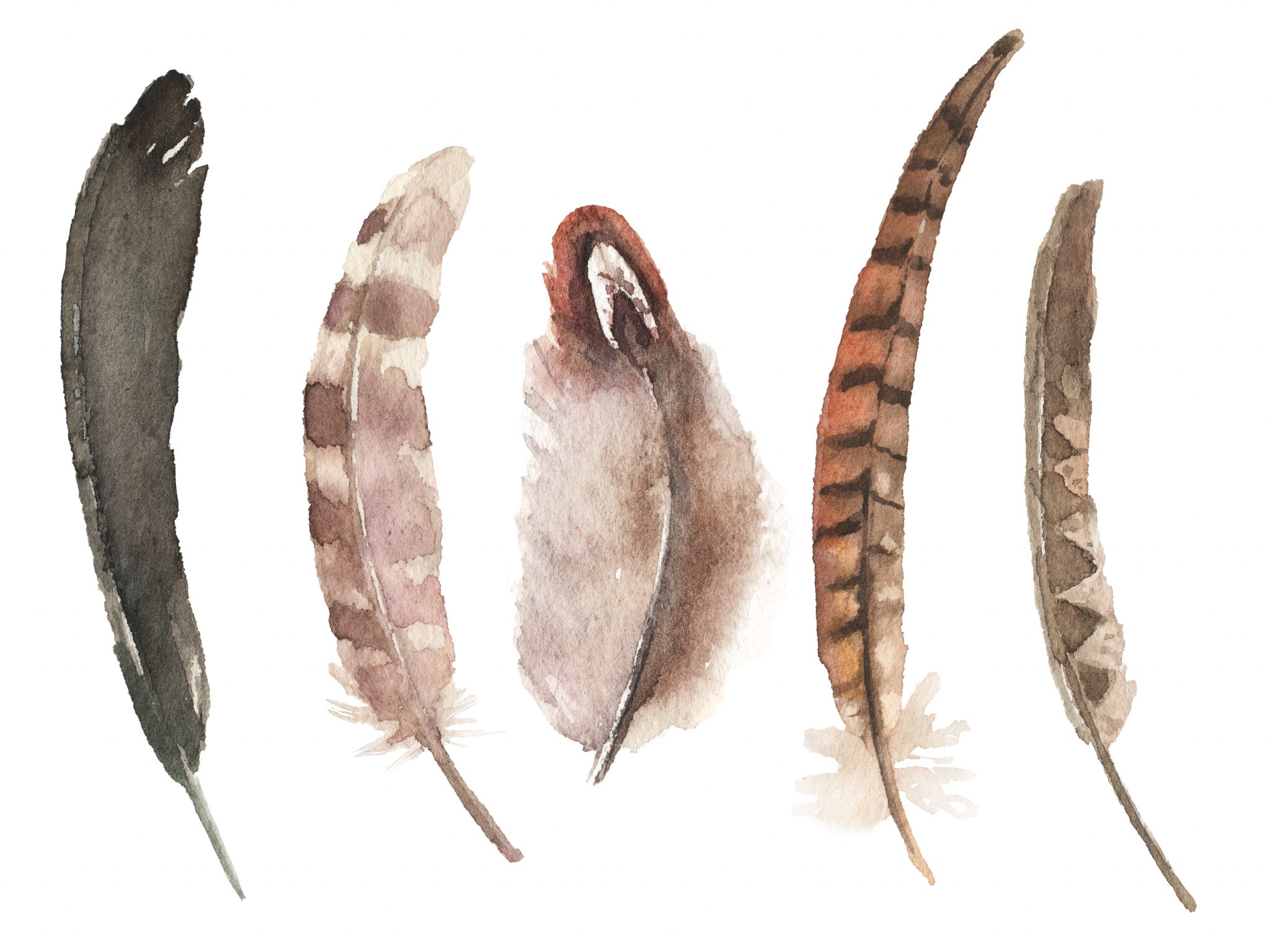 How to Paint Feathers - Backyard Poultry